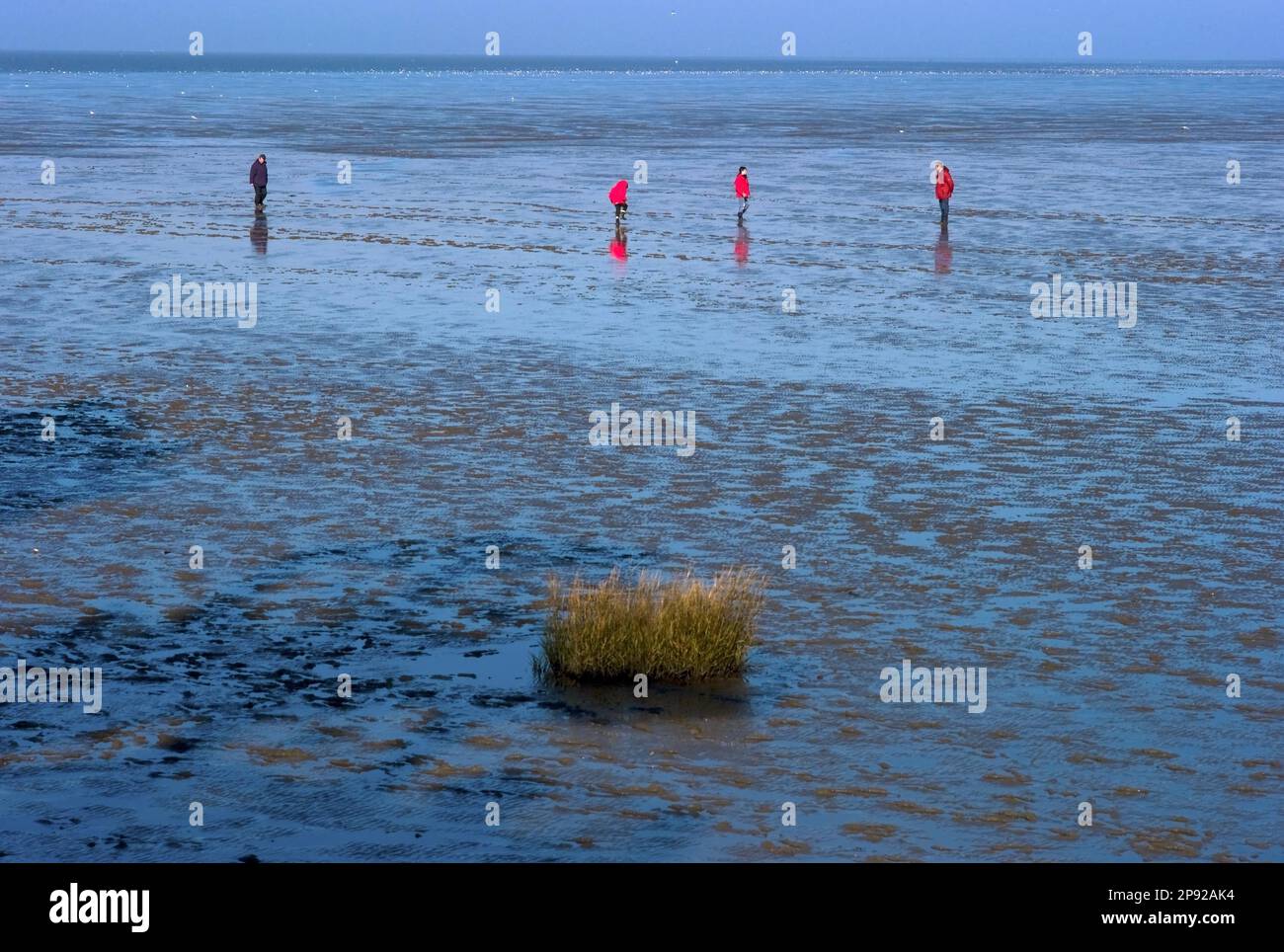 People in the Wadden Sea near Dorum Neufeld in the district of Cuxhaven ...