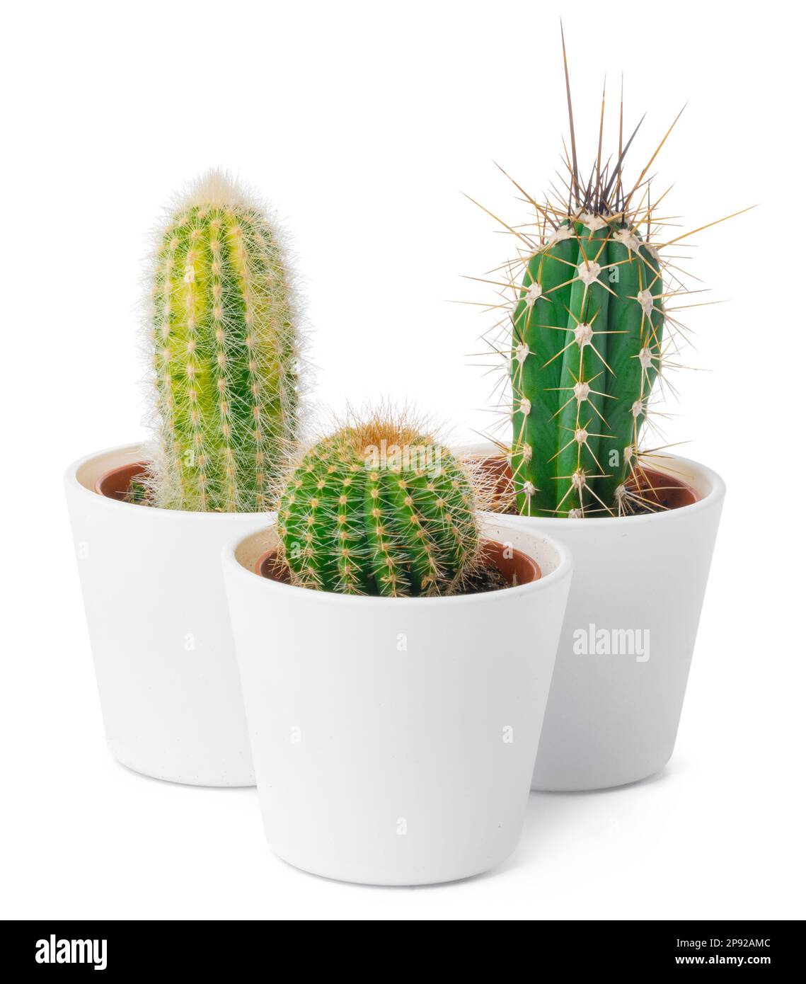 different types of cactus isolated on white background Stock Photo - Alamy