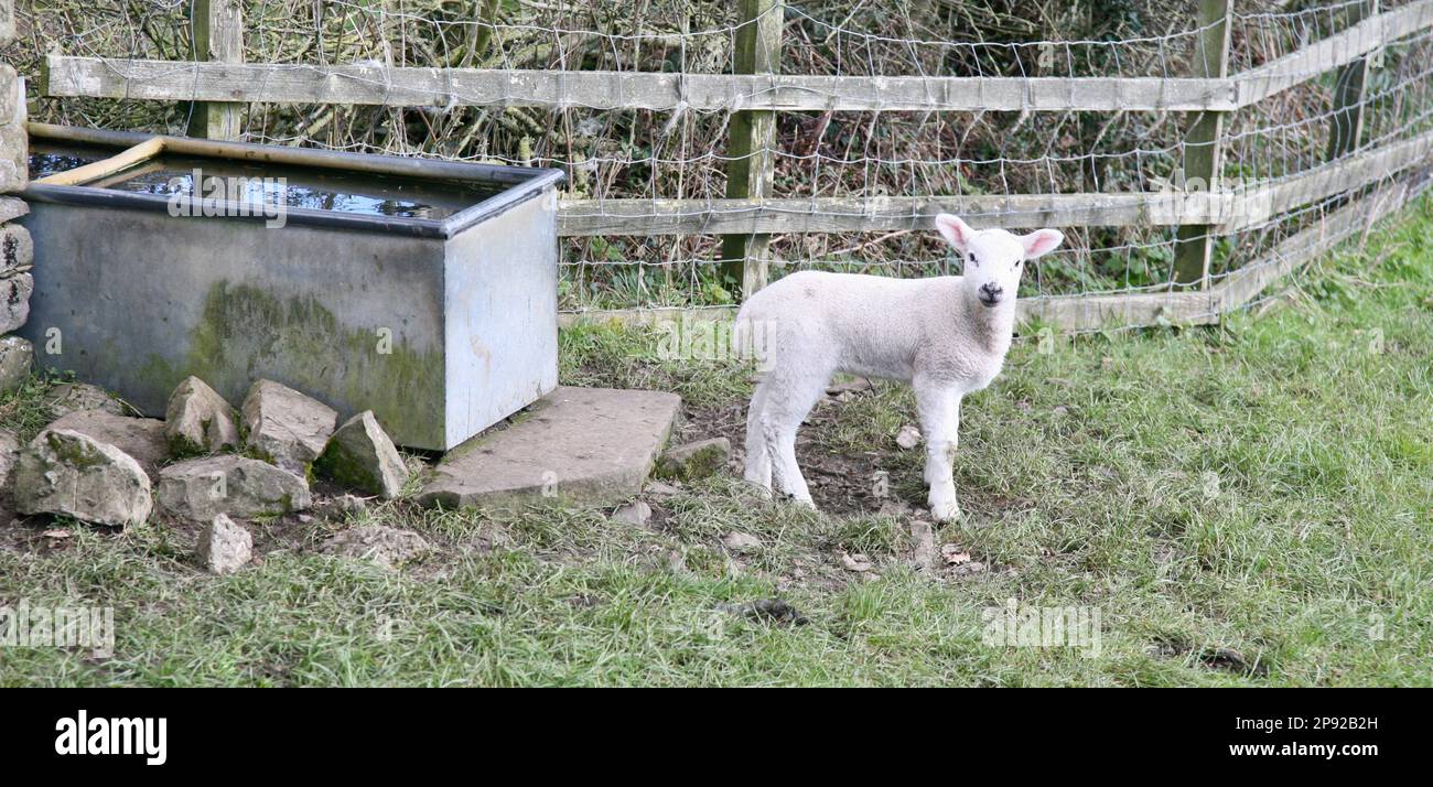 A cheeky little lamb at the water trough, Pendle Hill, Lancashire ...
