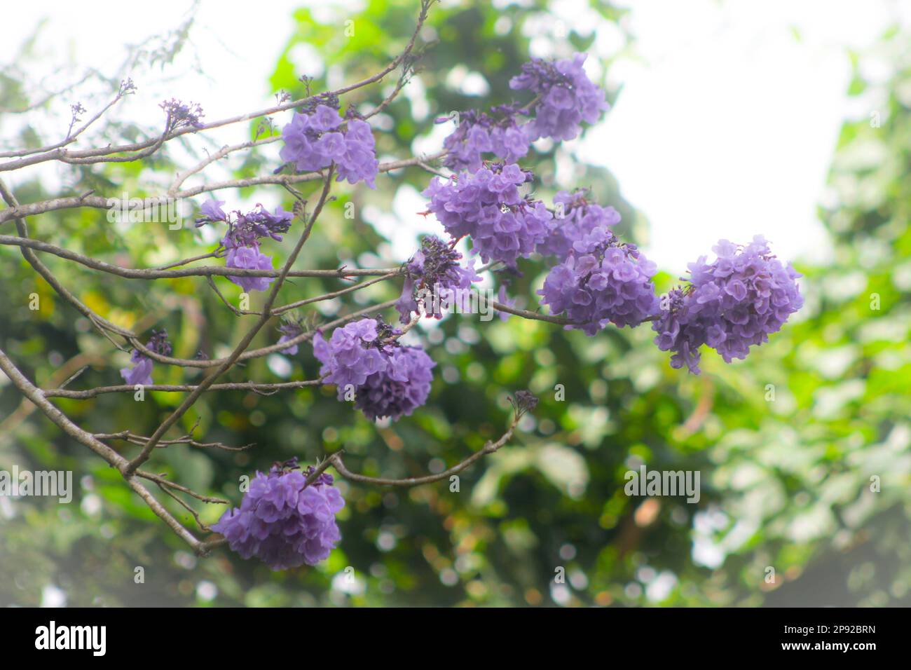 Natural Flowers In Sri Lanka Illustrated Field Guide To The Flowers Of