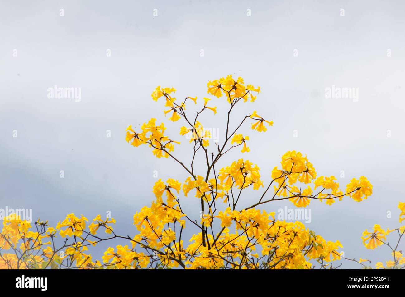 Nature ceylon hi-res stock photography and images - Alamy