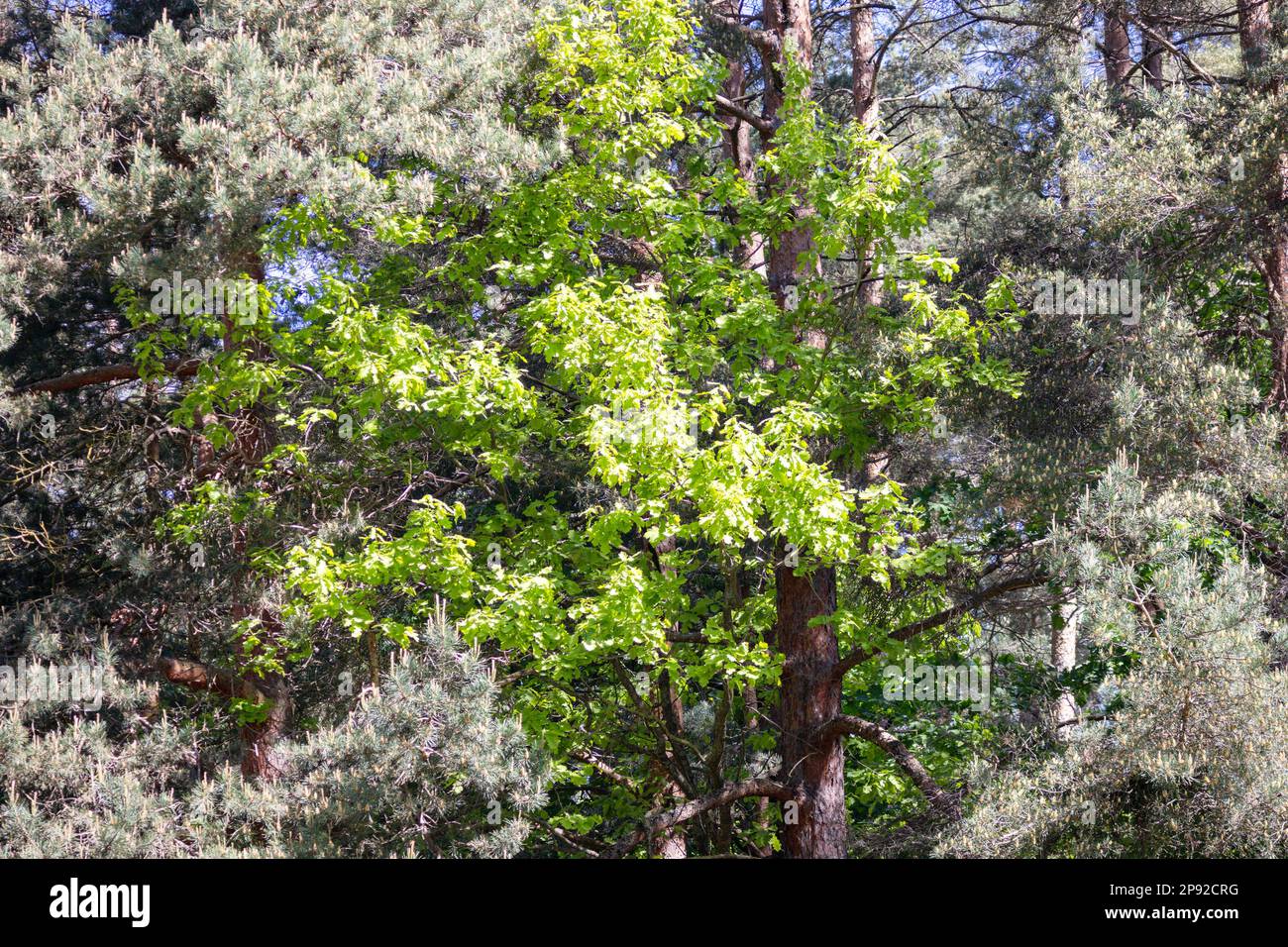 A dark green pine tree forest with a light green tree branch in the ...