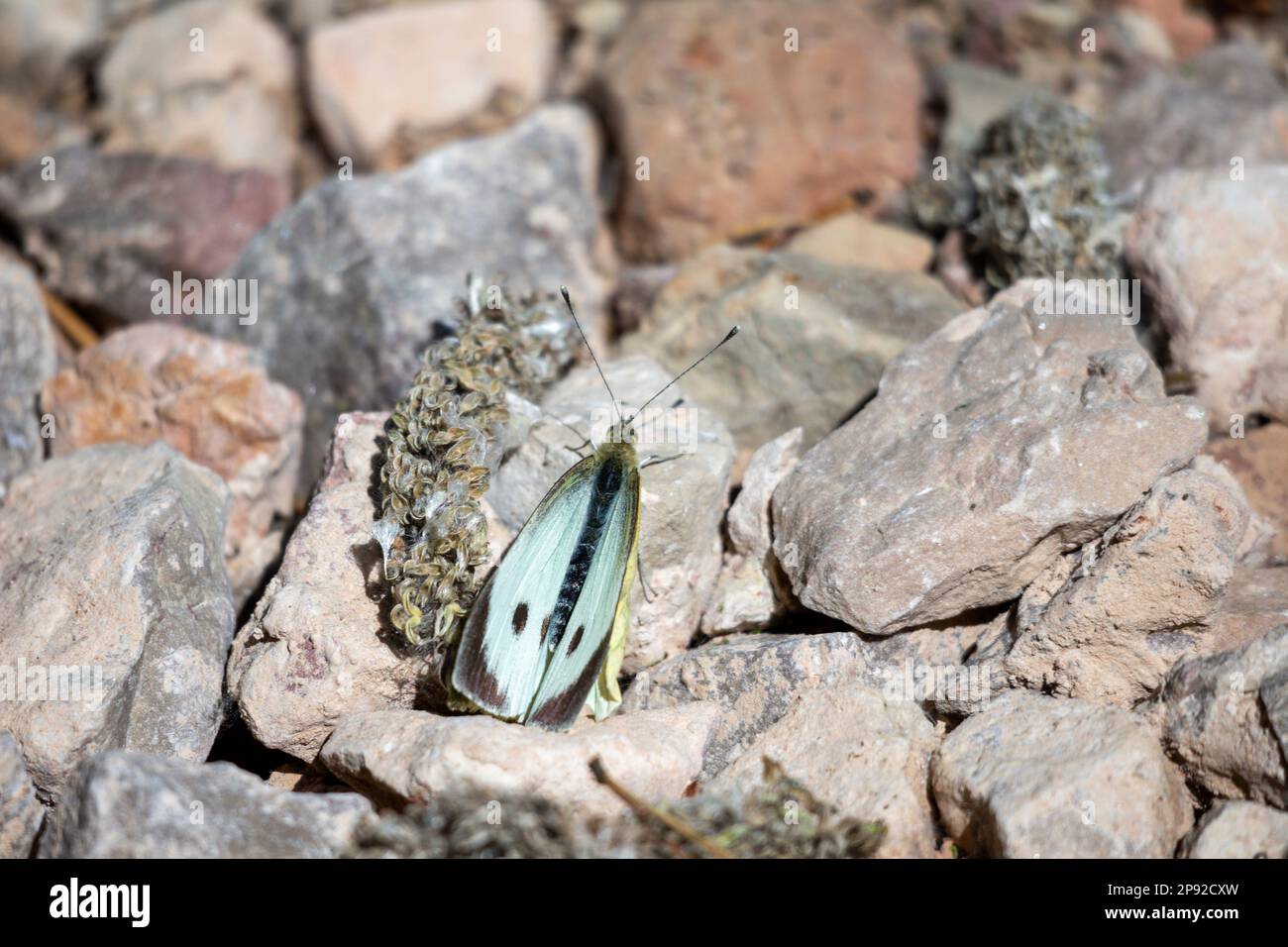 A white butterfly on a brownish stone background Stock Photo - Alamy