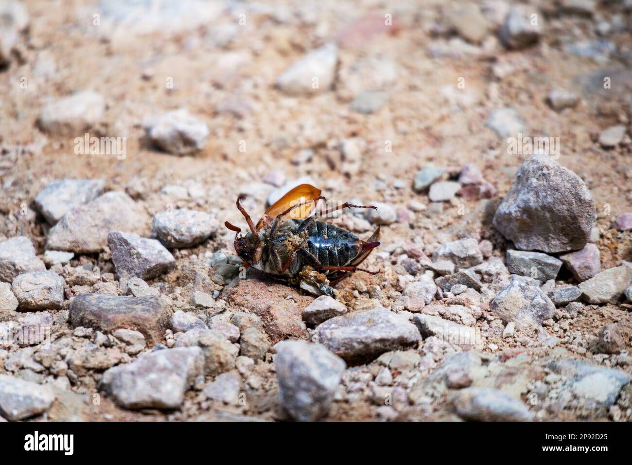 A dead insect on a stone gravel road Stock Photo - Alamy