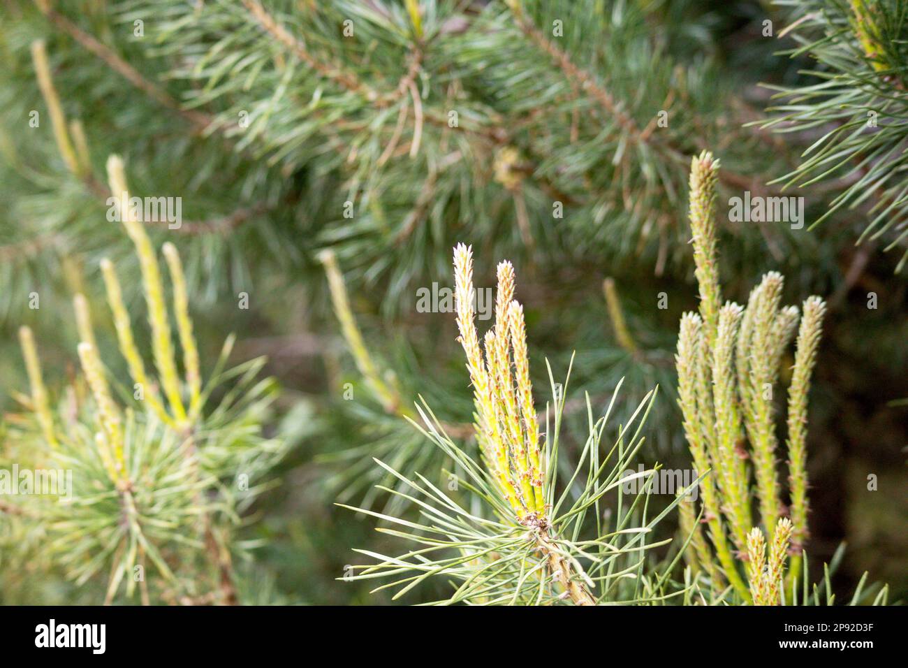 Pine tree flowers on one tree branch in green color Stock Photo - Alamy
