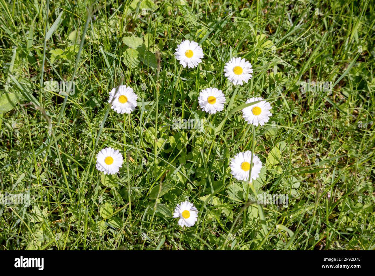 Small white daisies grow in a circle on the background of green grass ...