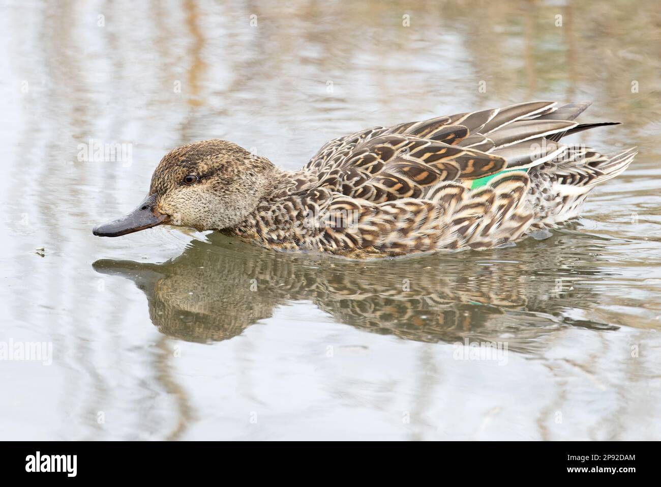 Eurasian Teal (Anas crecca) female going for a mosquito Cley Marshes ...