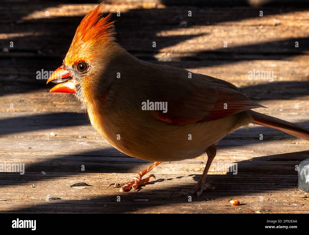 Female Northern cardinal in the shadows Stock Photo - Alamy