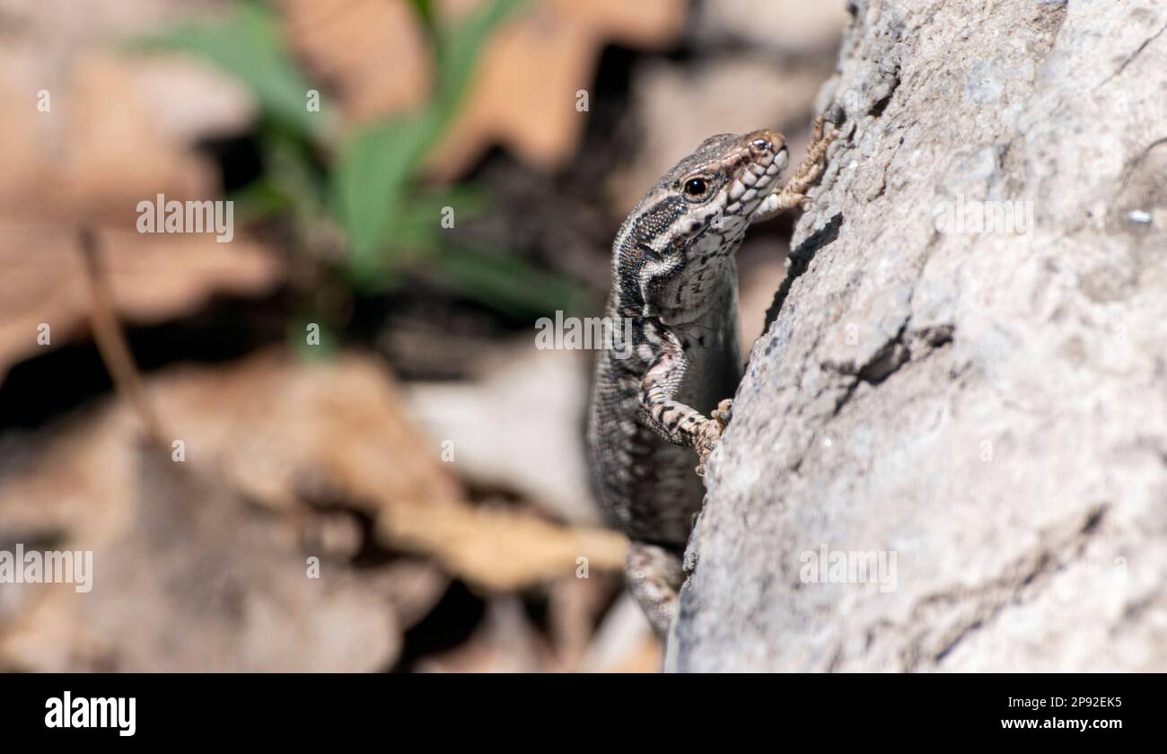 Rock climbing lizard hi-res stock photography and images - Alamy