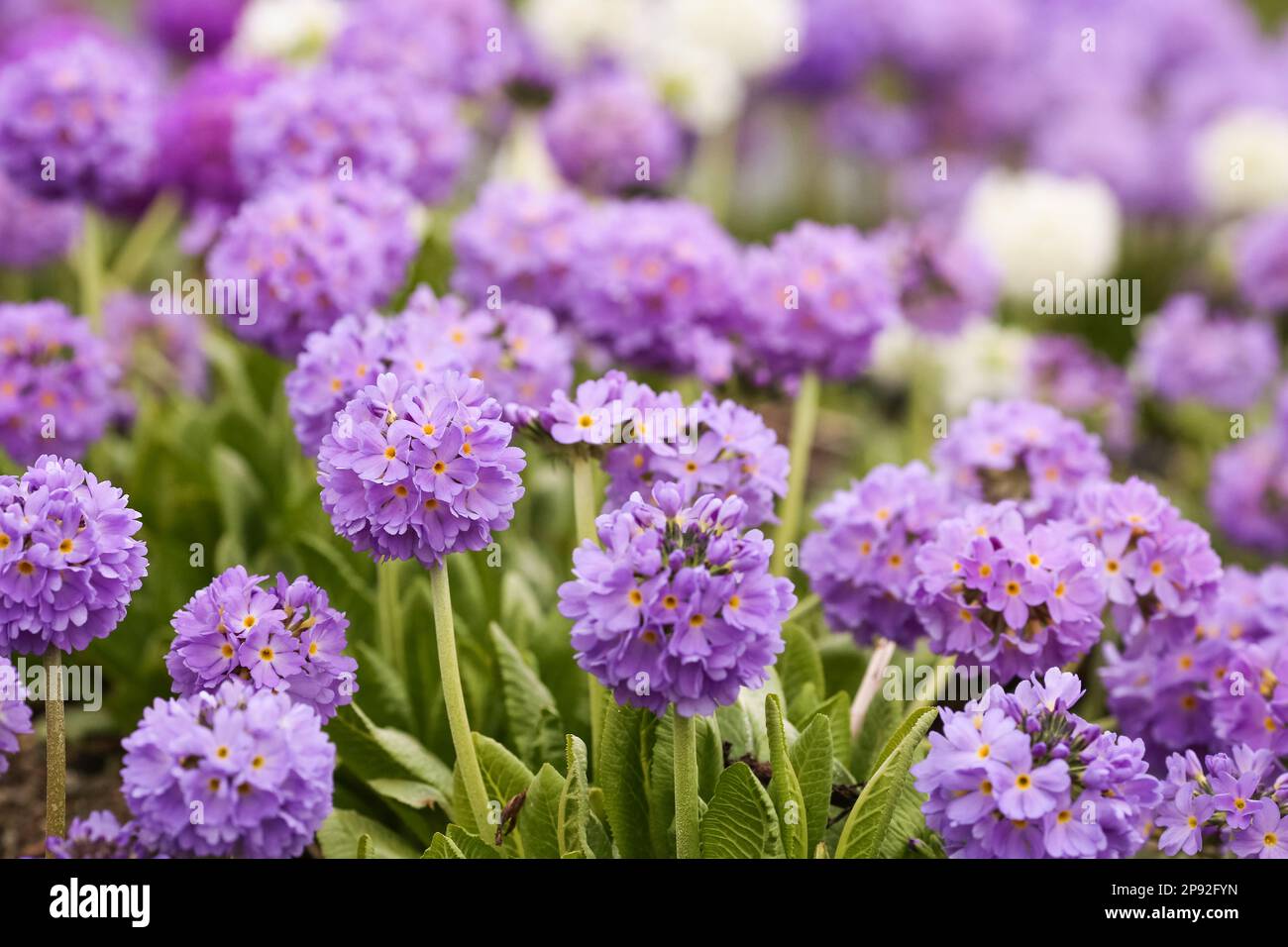 The purple plant Primula Denticulata blooming in the spring, closeup ...