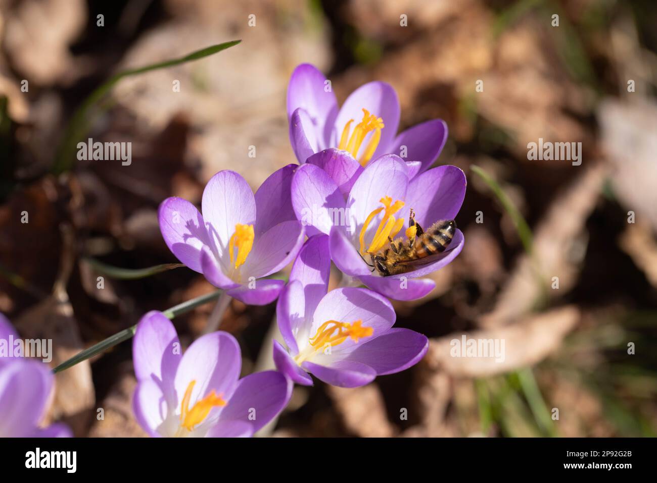 Honey bee (Apis mellifera) on crocus Stock Photo - Alamy