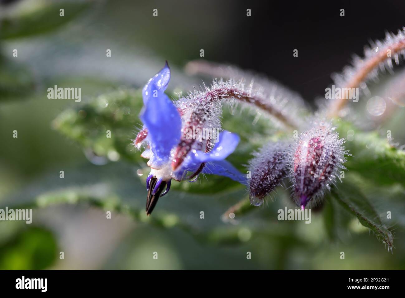 Borage leaves are edible hi-res stock photography and images - Alamy