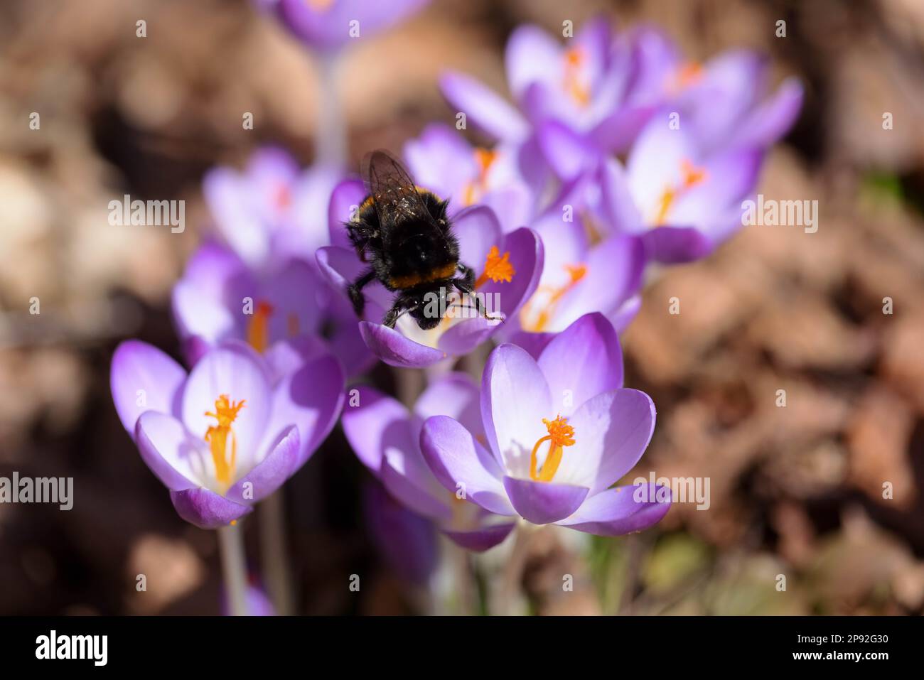 Buff-tailed bumblebee queen on crocus Stock Photo - Alamy