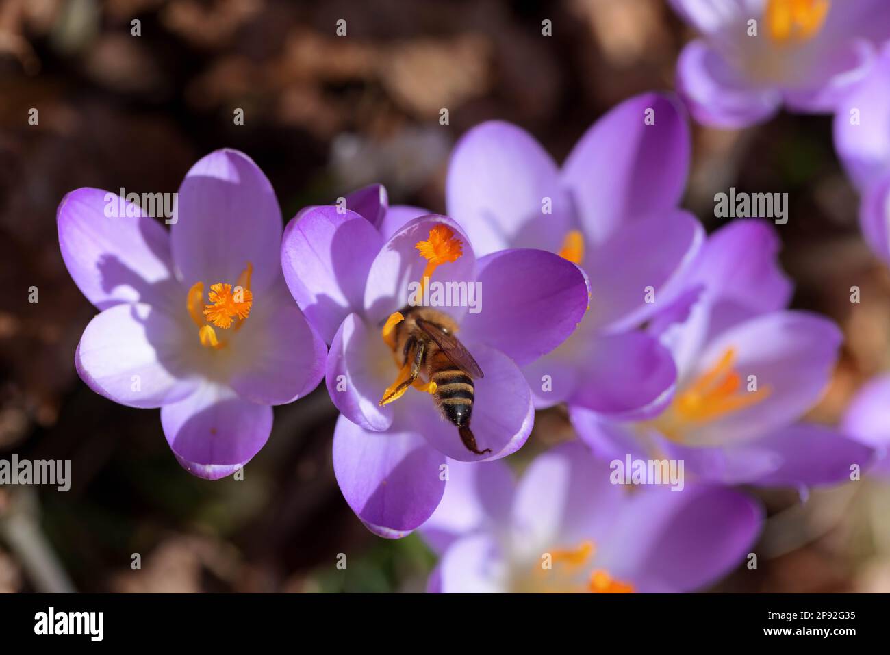 Honey bee saffron apis mellifera hi-res stock photography and images ...