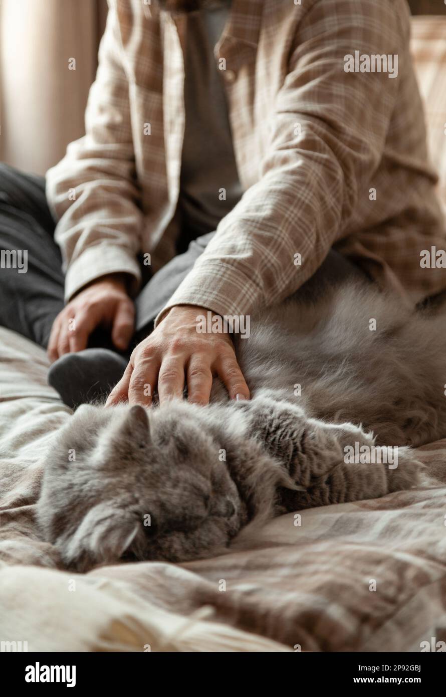 a caucasian man relaxing at home, cuddling his gray fluffy cat in bed ...