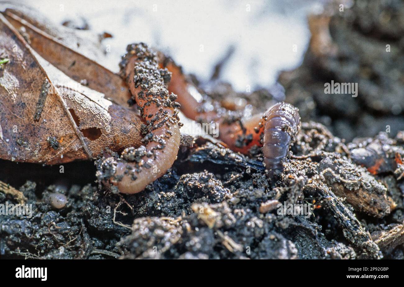 Earthworm crawling on soil in a compost pile Stock Photo - Alamy