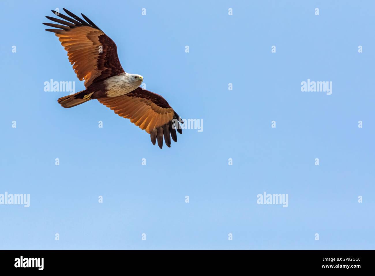 Singapore bald eagle hi-res stock photography and images - Alamy