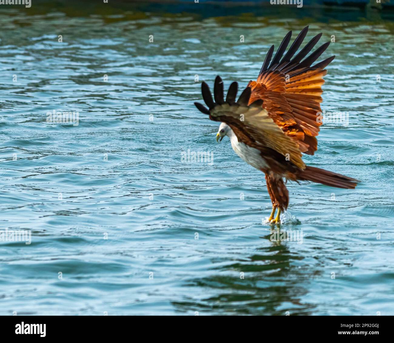 A Red Backed Sea eagle catching a fish Stock Photo - Alamy