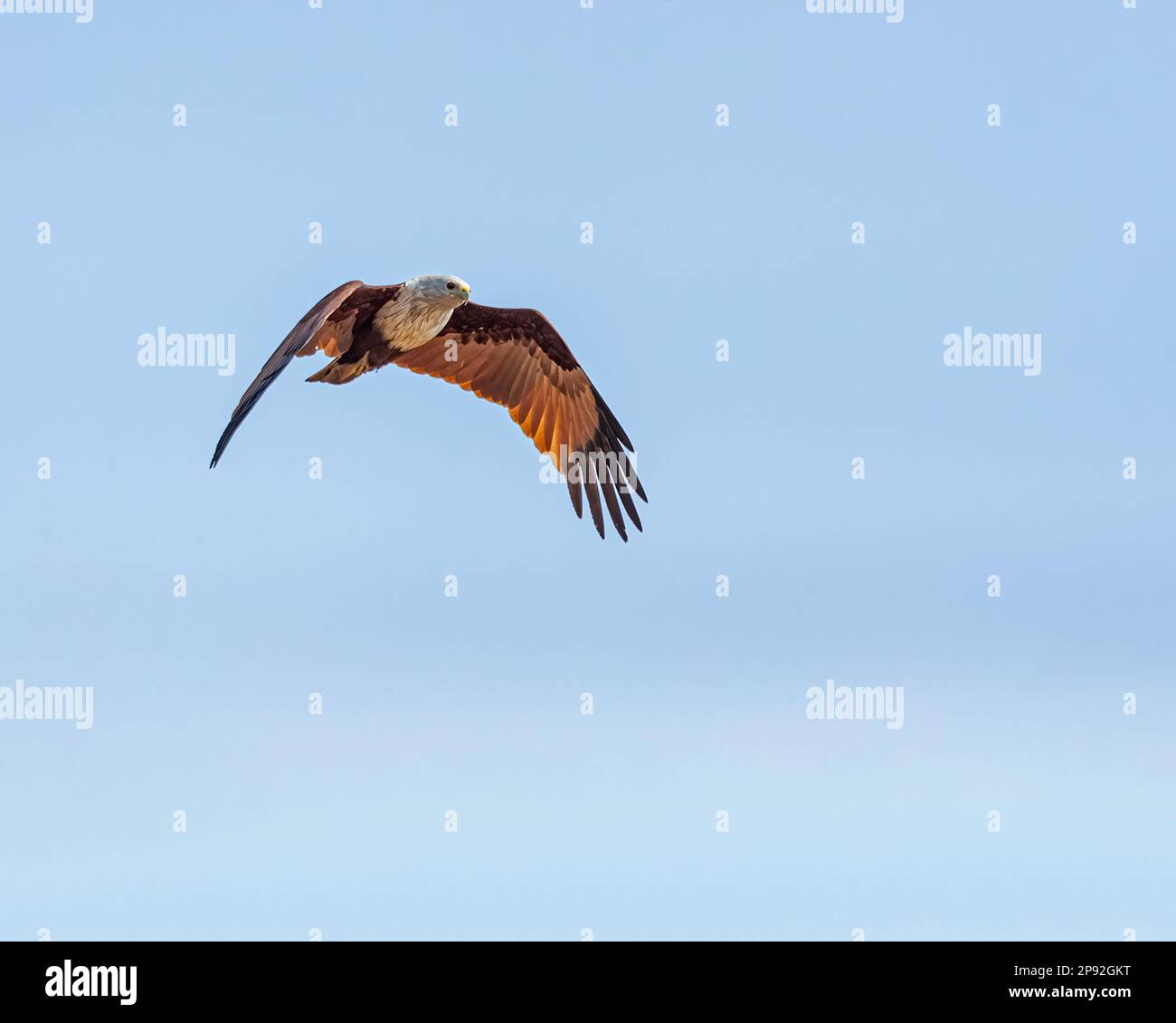 A red backed sea eagle flying with wings down position Stock Photo - Alamy