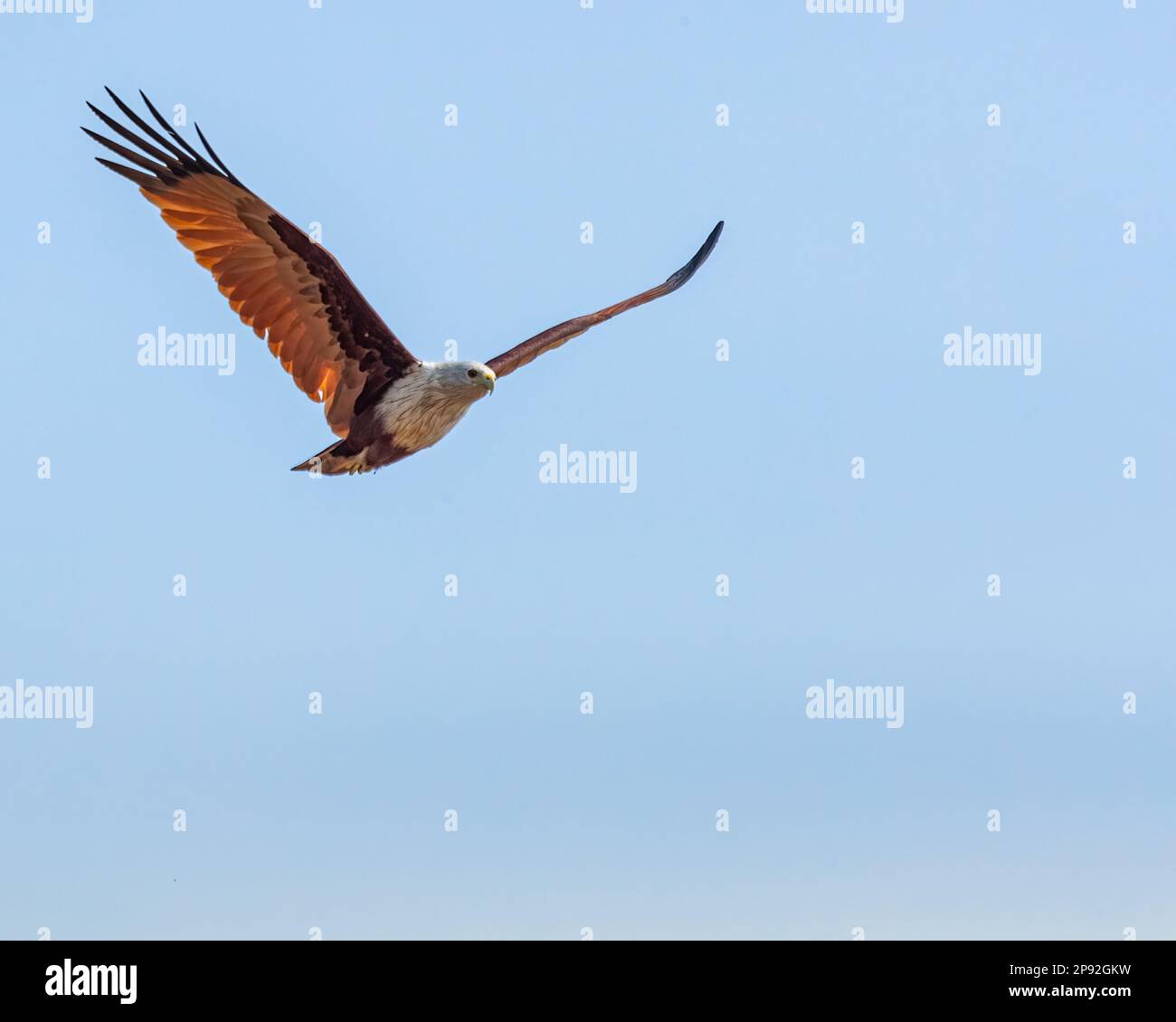 Singapore sea eagle hi-res stock photography and images - Alamy
