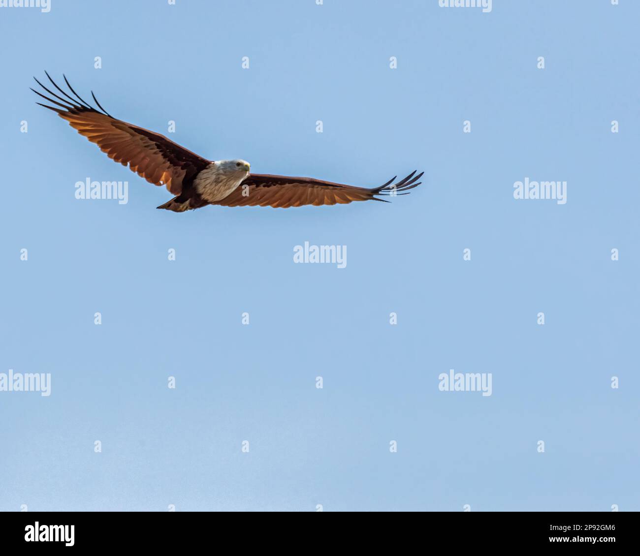 A Red Backed Sea eagle flying with horizontal wings Stock Photo - Alamy