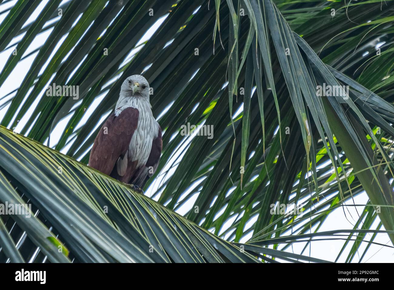Singapore sea eagle hi-res stock photography and images - Alamy