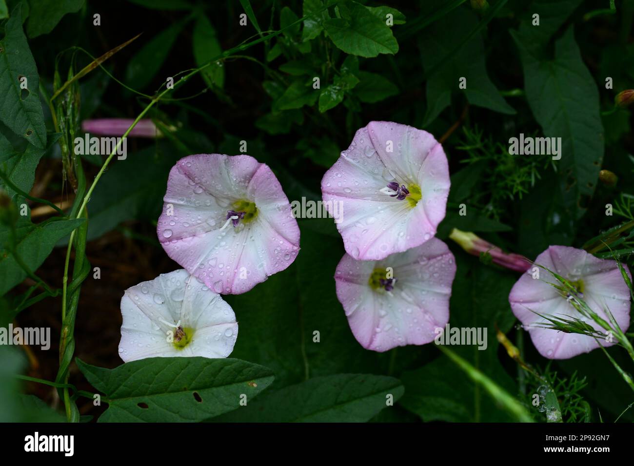 Purple Hedge Bindweed