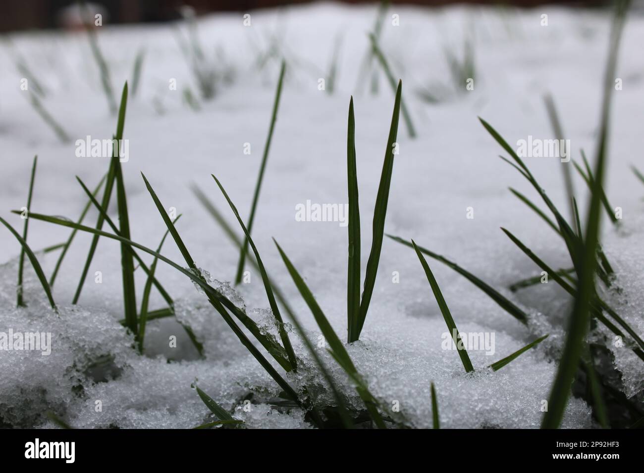 Crystal grass hi-res stock photography and images - Alamy