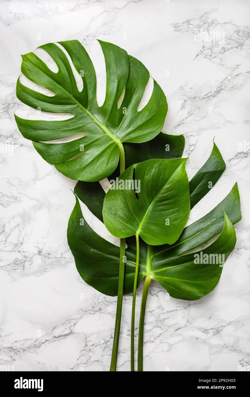 monstera leaf tropical plant on gray marble background Stock Photo - Alamy