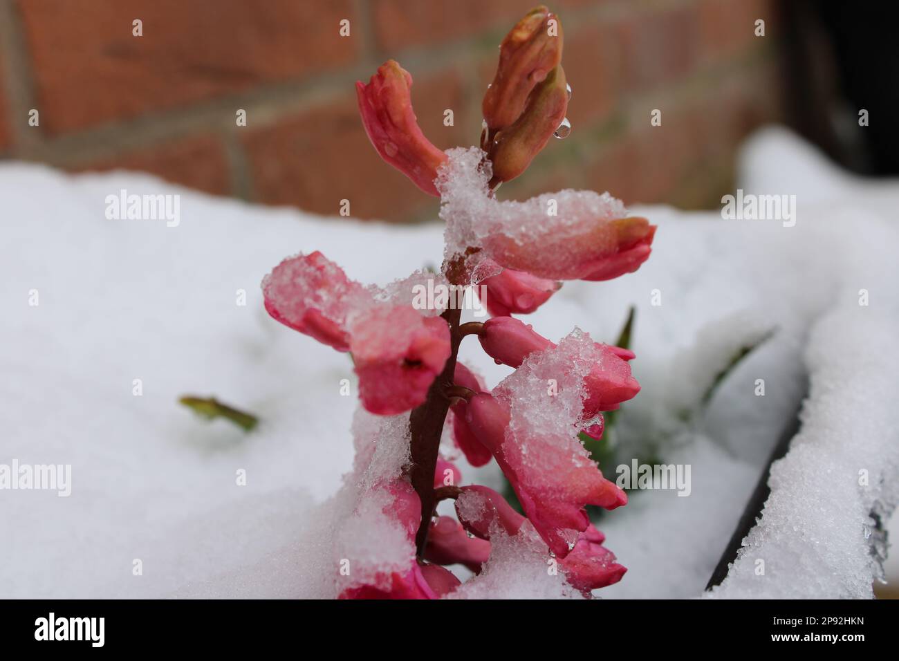 Blanket flower in pot hi-res stock photography and images - Alamy