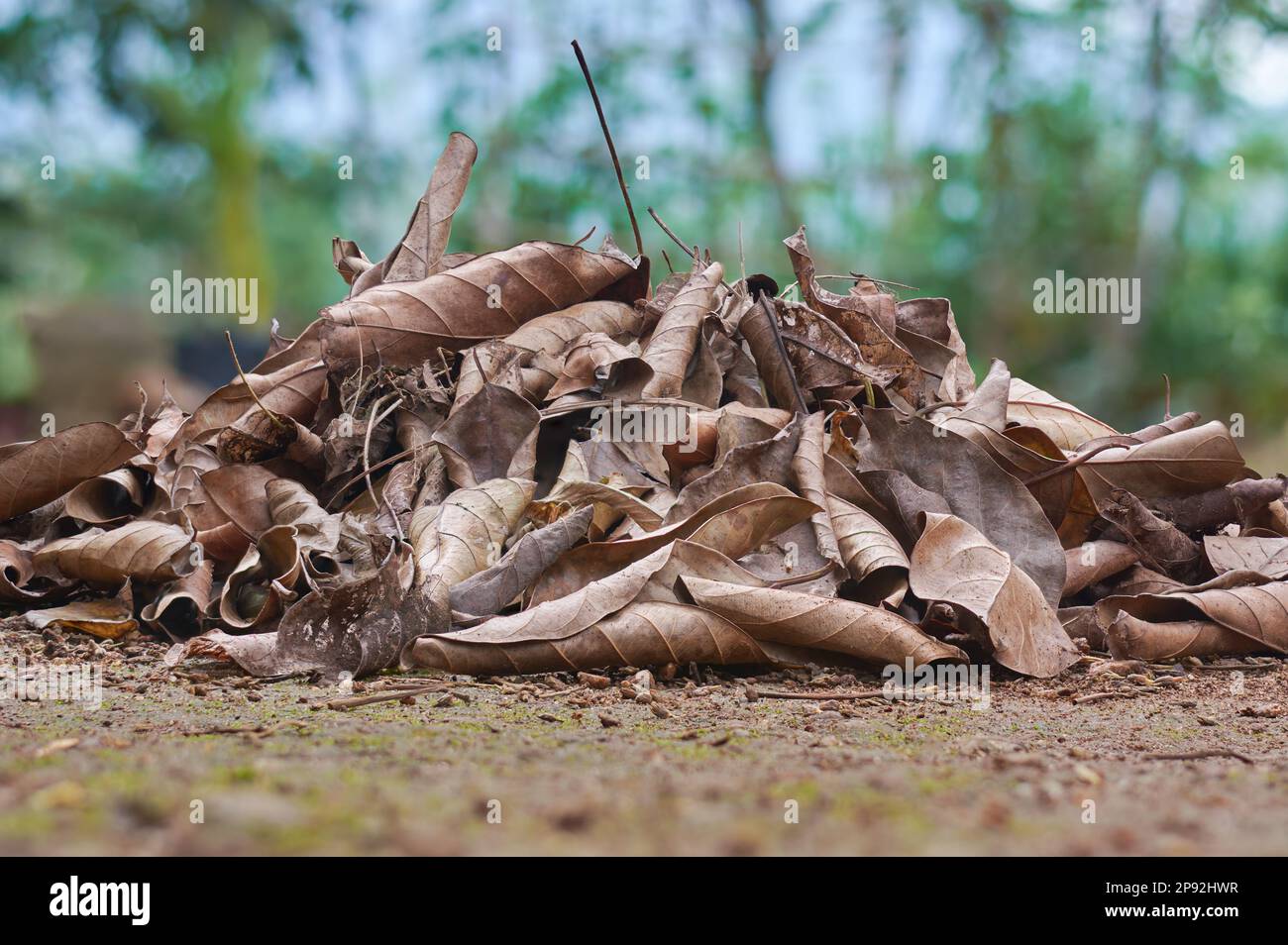 close-up of fallen dried leaves ready for composting or making organic ...
