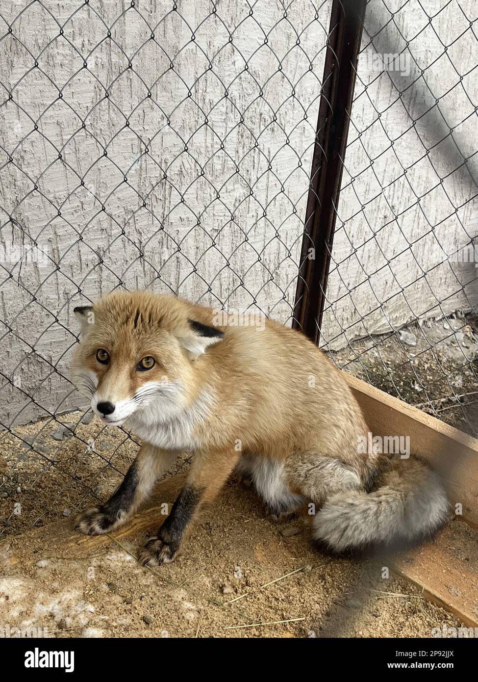 a fox in a cage. a domestic fox is sitting in an outdoor enclosure ...