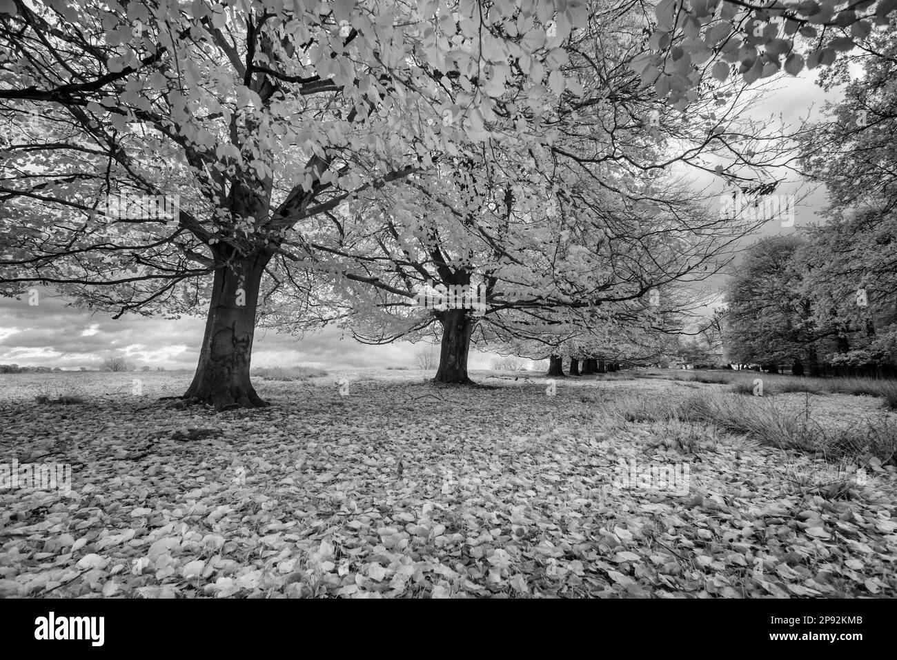 Autumn leaves reflecting heat under infrared light conditions and hence ...