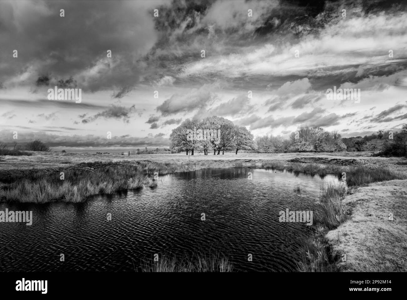 Autumn leaves reflecting heat under infrared light conditions and hence ...