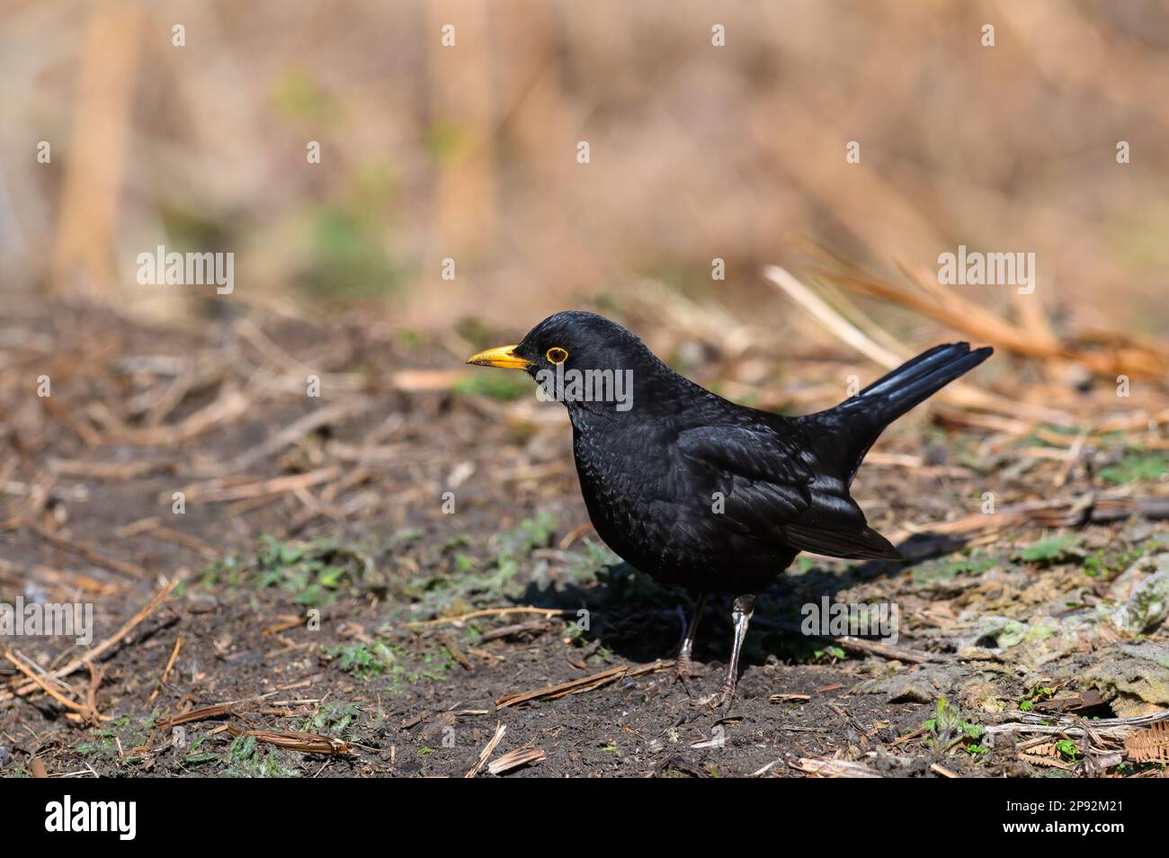 Blackbird, Turdus Merula, foraging on the ground. Side view, looking ...