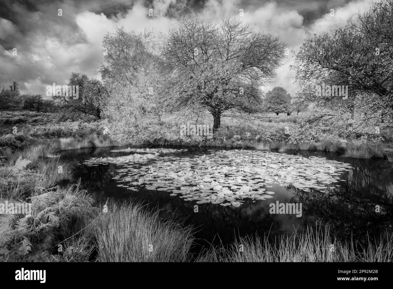 Autumn leaves reflecting heat under infrared light conditions and hence ...