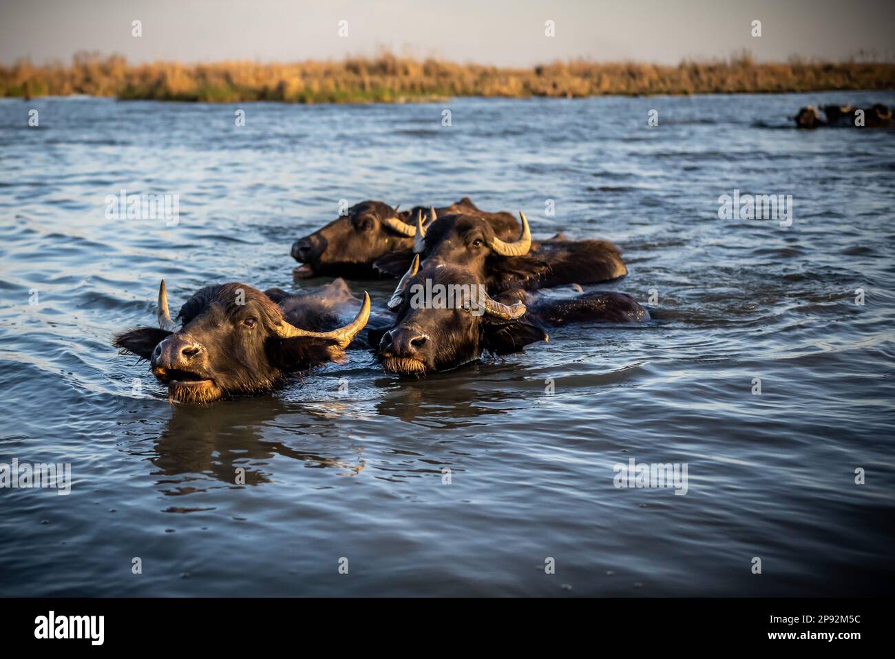 Basra, Iraq. 10th Mar, 2023. Water buffalo swim in the marshland near ...