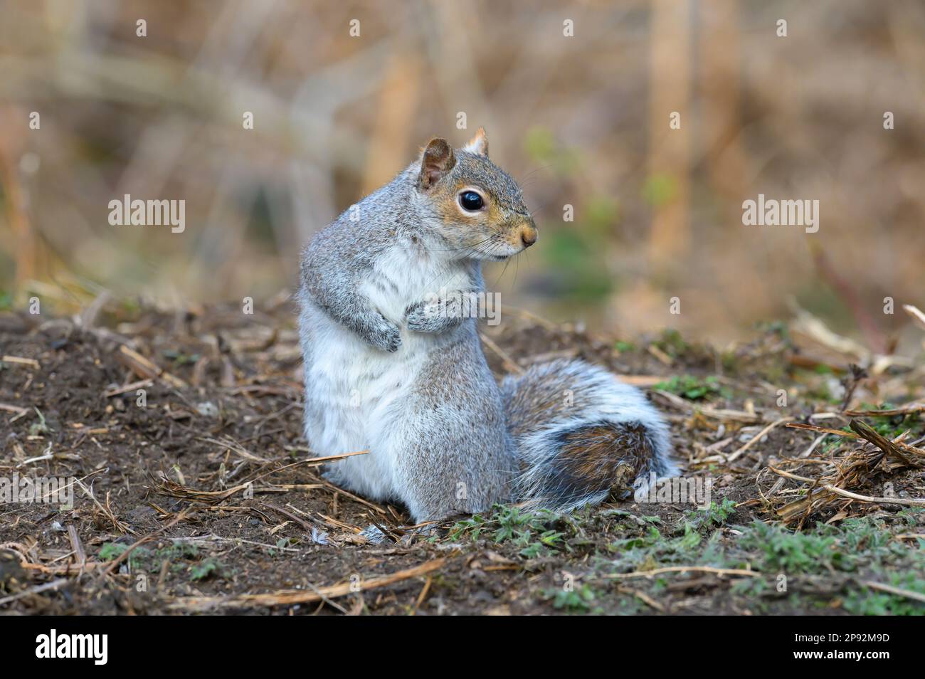 Grey squirrel, Sciurus carolinensis, standing upright. Looking right ...
