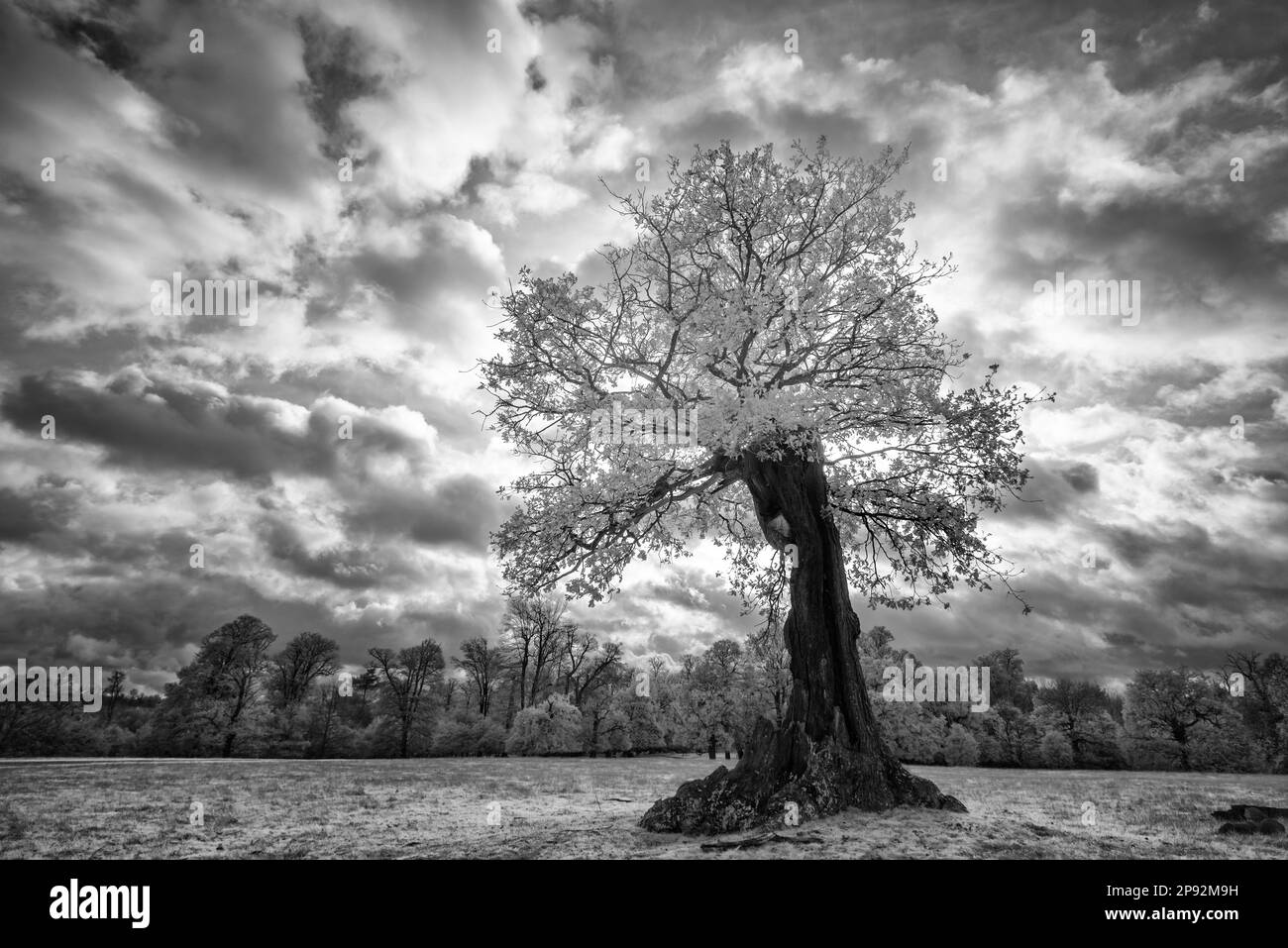 Autumn leaves reflecting heat under infrared light conditions and hence ...