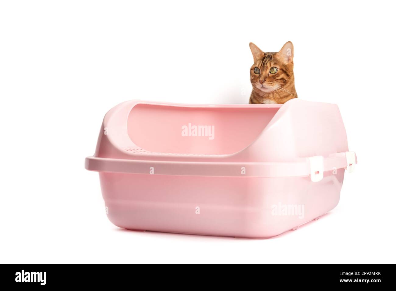 A Bengal cat sits next to a plastic toilet with bentonite filling ...