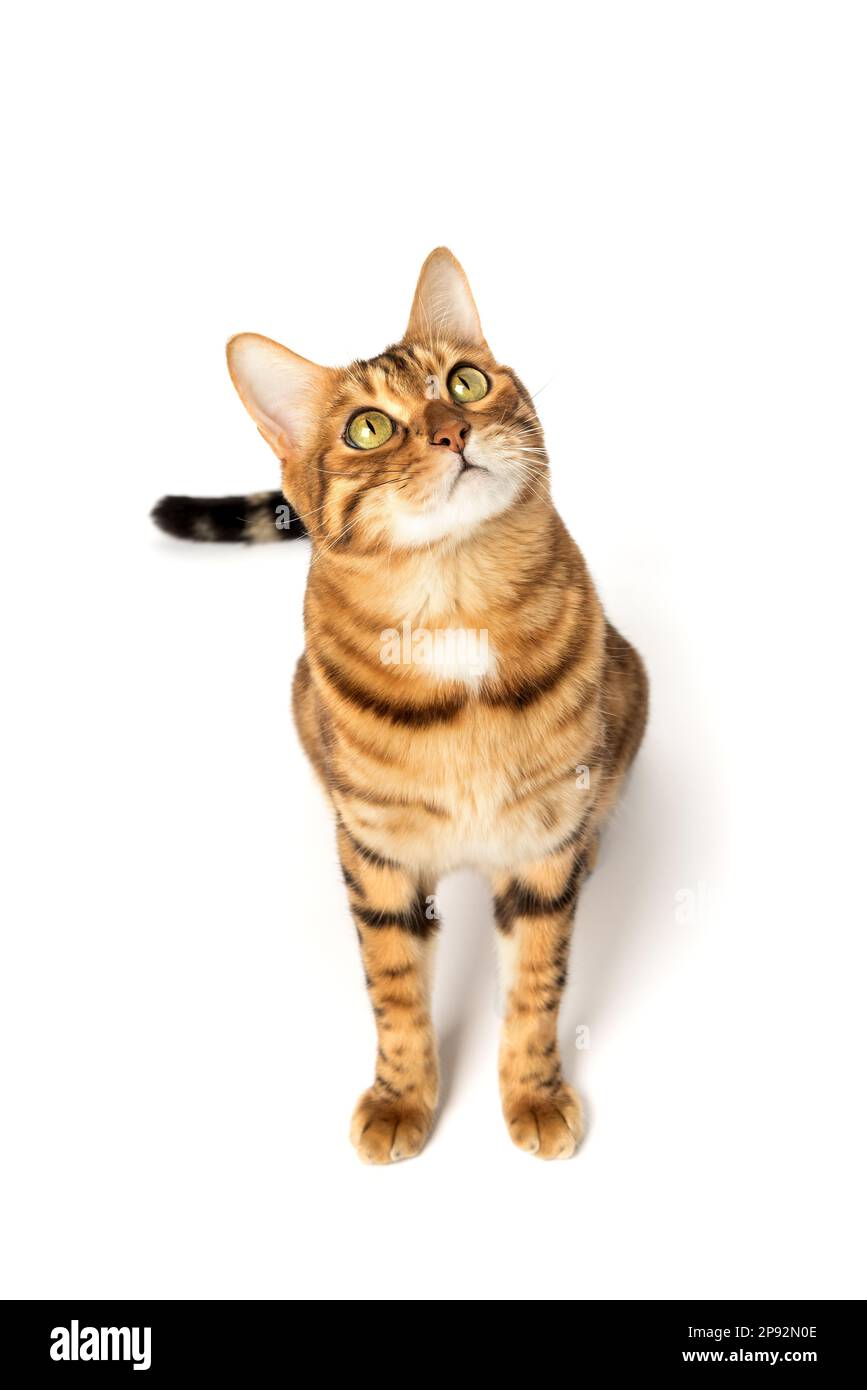 Bengal domestic cat in full length on a white background. View from ...