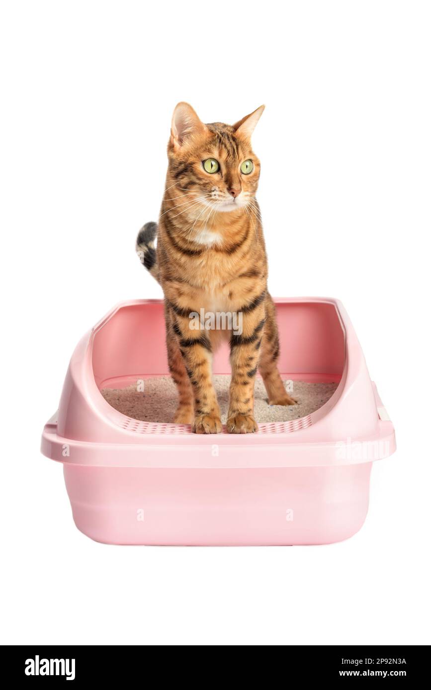 Cat in the toilet isolated on white background Stock Photo - Alamy