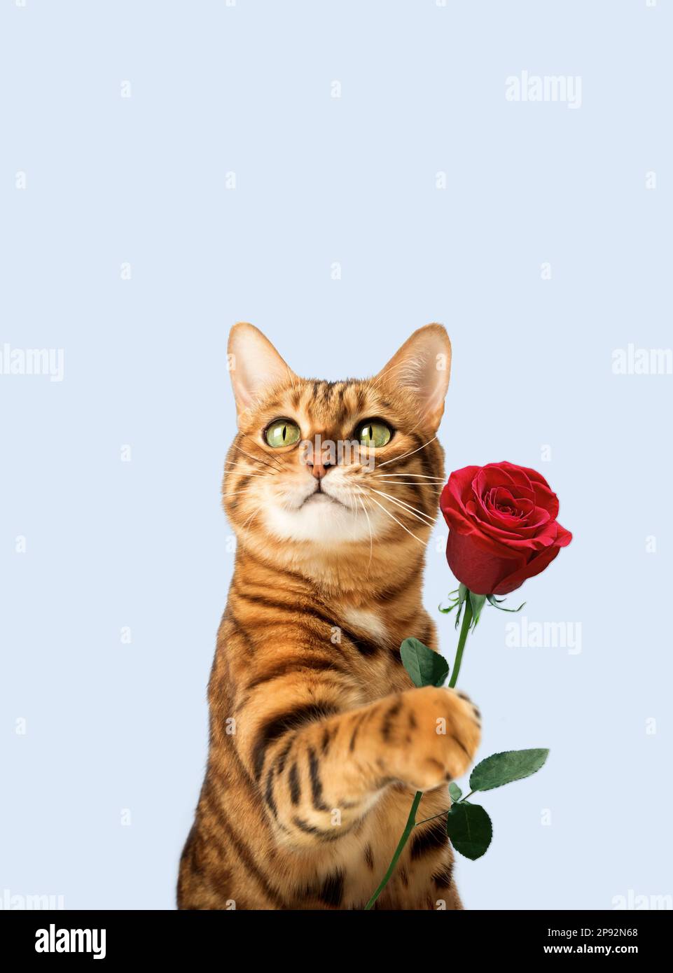 Ginger cat with rose flower in paw isolated on background Stock Photo ...