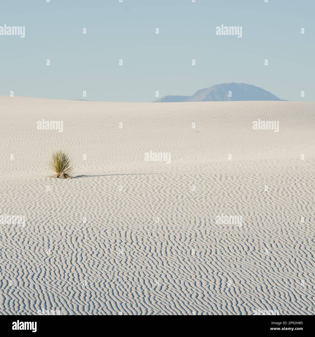 A small, green shrub vegetation visible in a wide, sandy desert ...