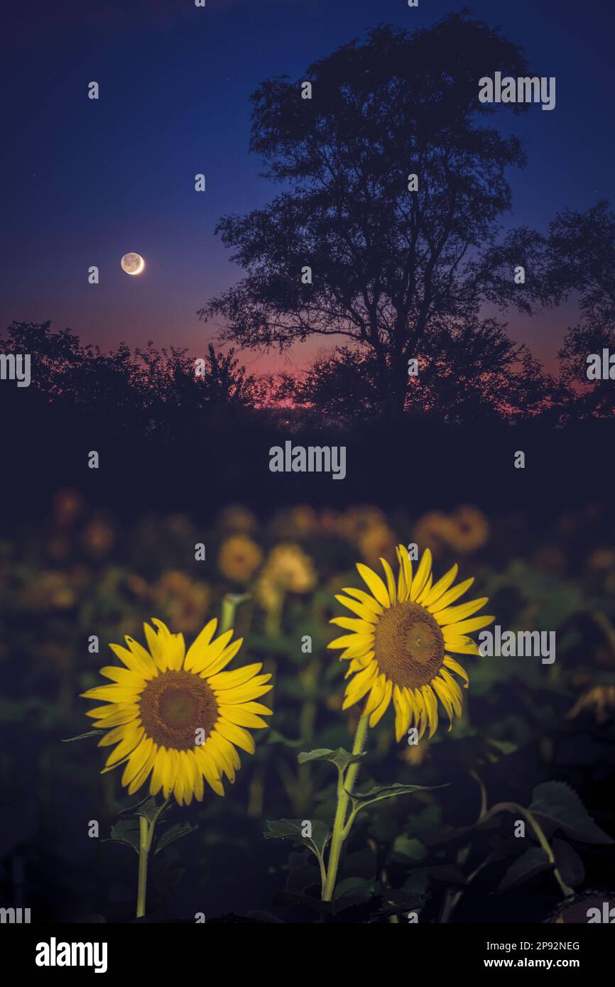 Field crescent moon hi-res stock photography and images - Alamy