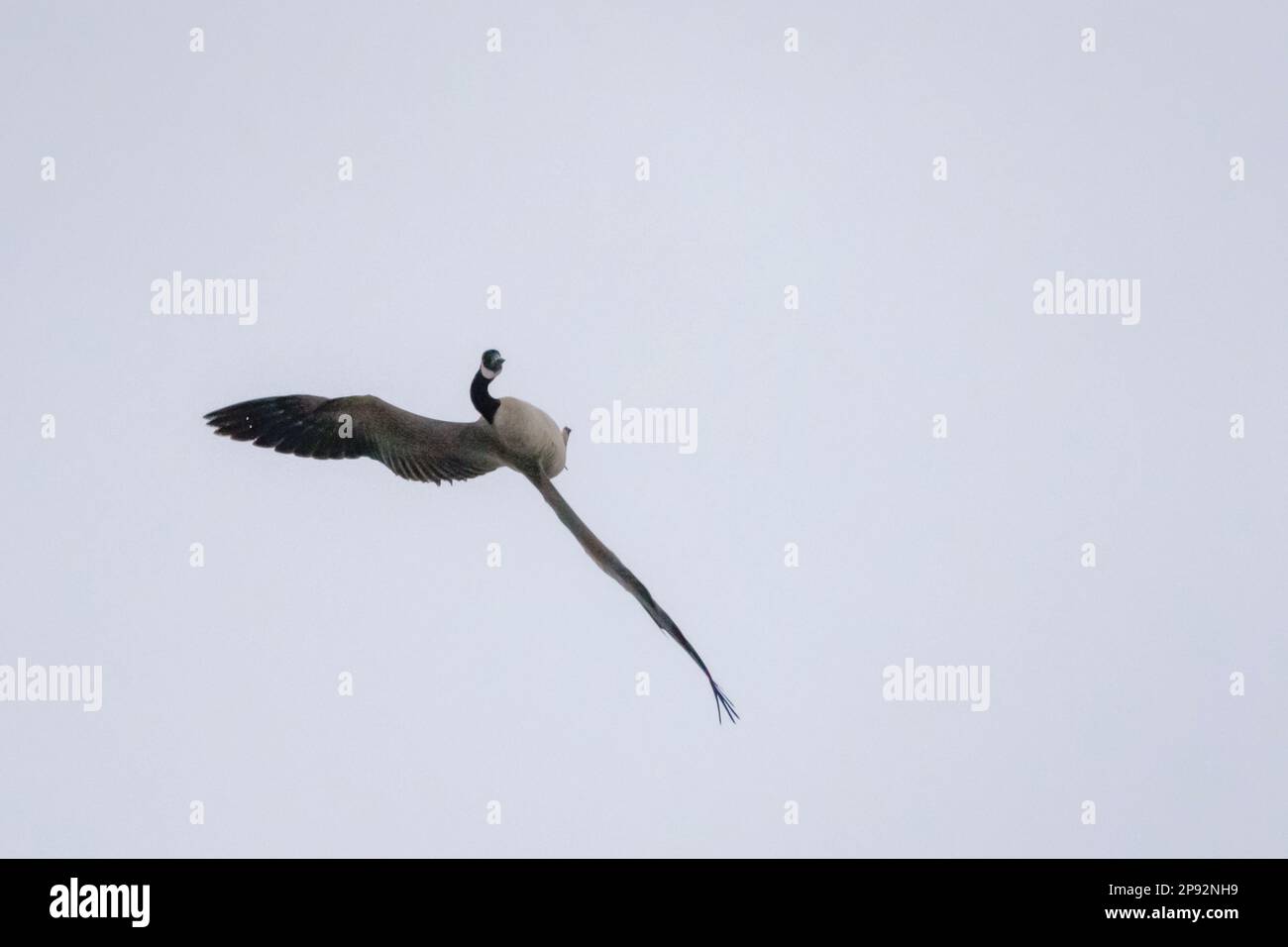 A single Whiffling Canada goose flying in a clear sky with wings spread ...