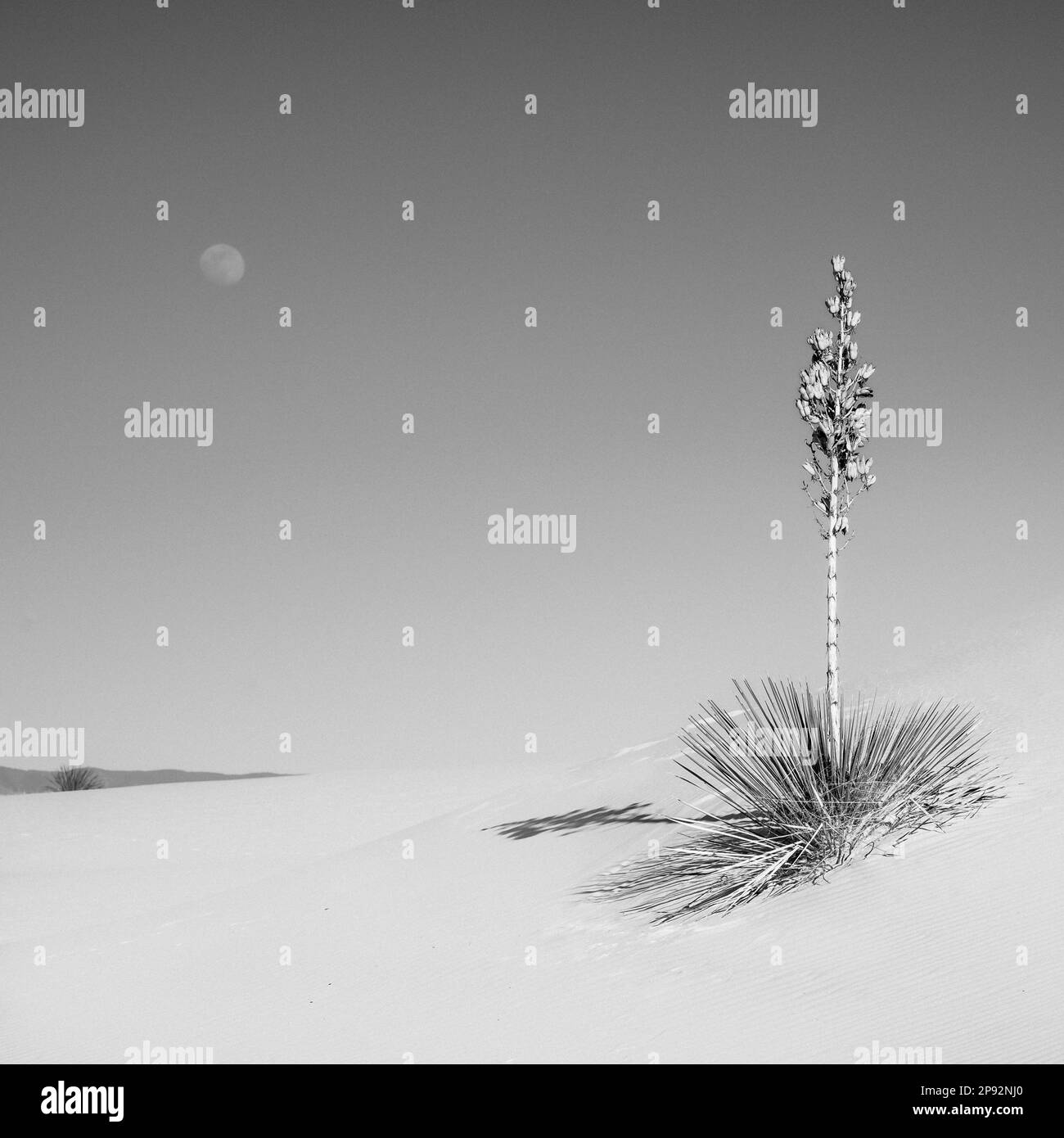 The Yucca growing from the white sand dunes full moon in the background ...