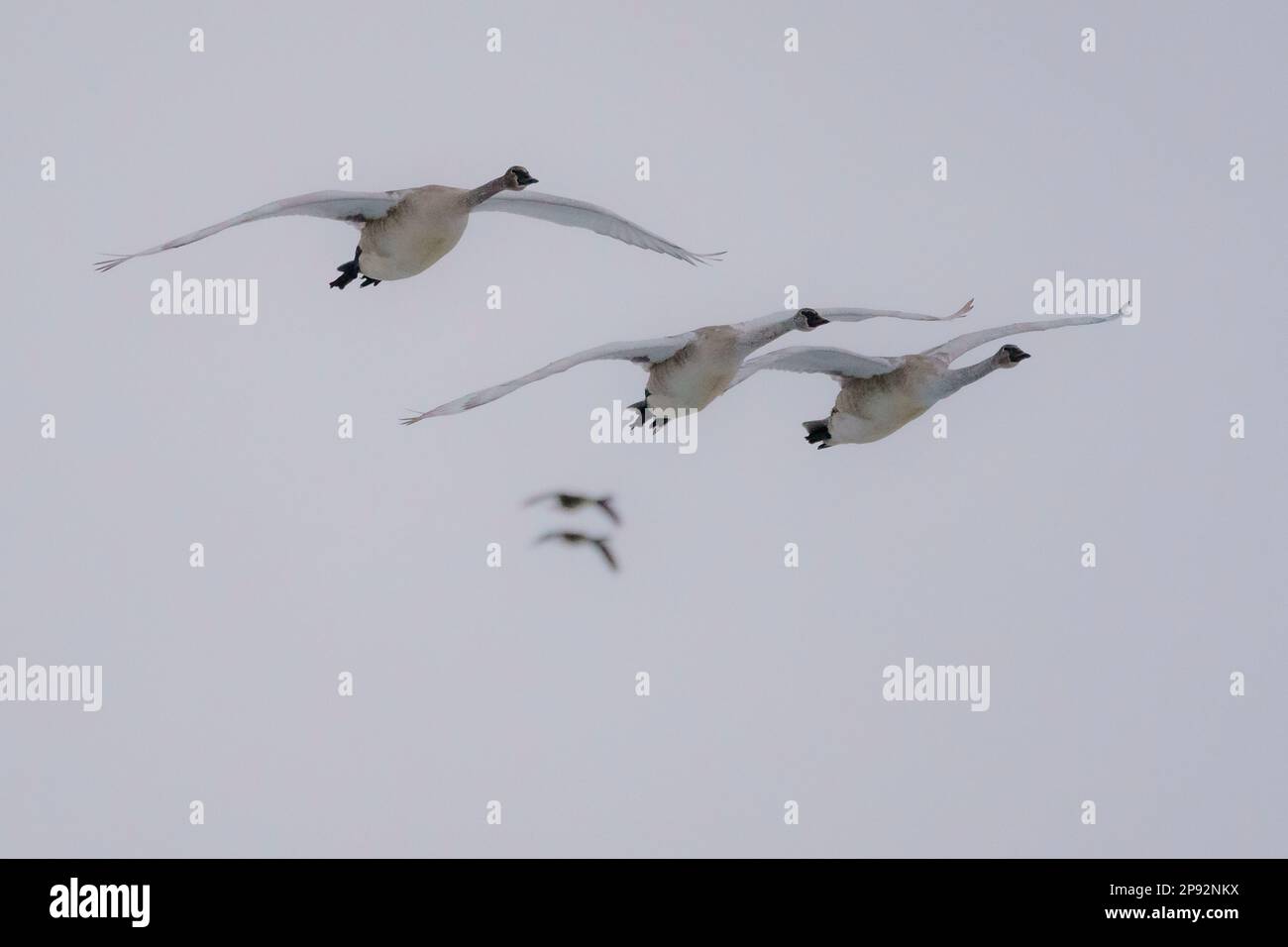 A flock of geese soaring gracefully through a light gray sky Stock ...