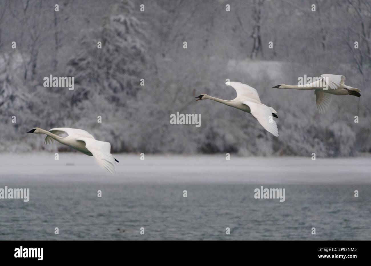 The three white swans flying above water and trees in the snow Stock ...
