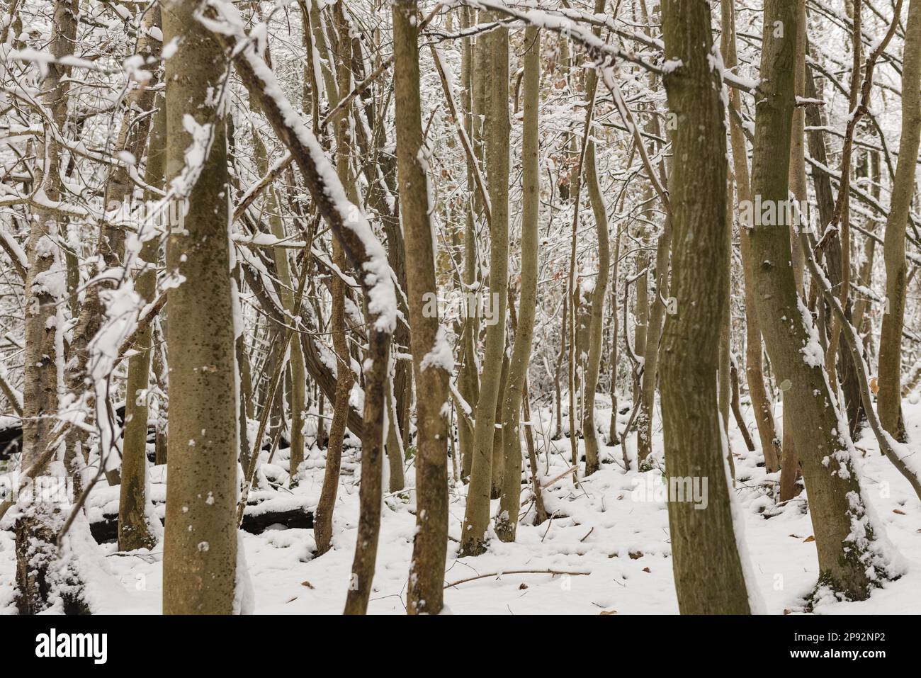 Woodland predominately Ash trees, Fraxinus excelsior, coated on one ...
